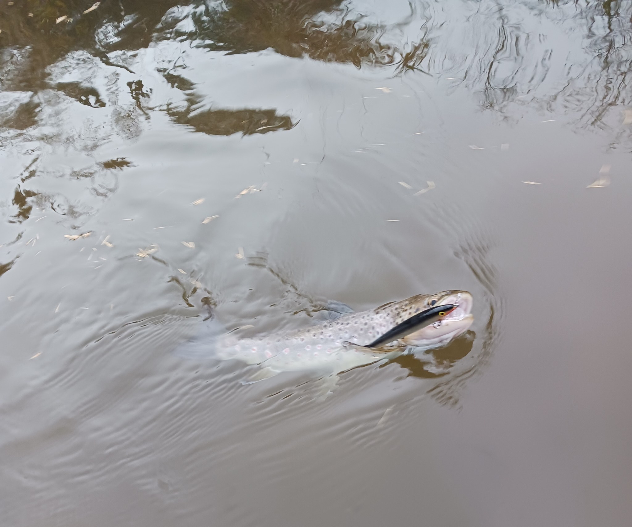Fichigan | Small Stream Trout fishing in Michigan