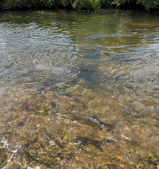 Fichigan | Small Stream Trout fishing in Michigan